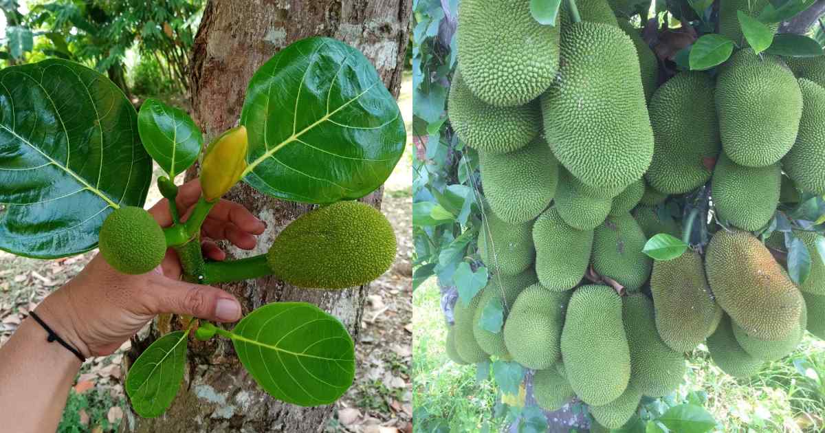 Jackfruit-Cultivation - Classic Movies