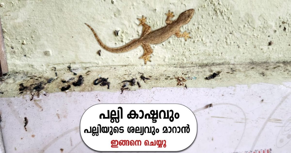 Get Rid Of Lizards Poop And Lizards Nuisance | വെറും 2 സെക്കൻഡിൽ പല്ലി ...