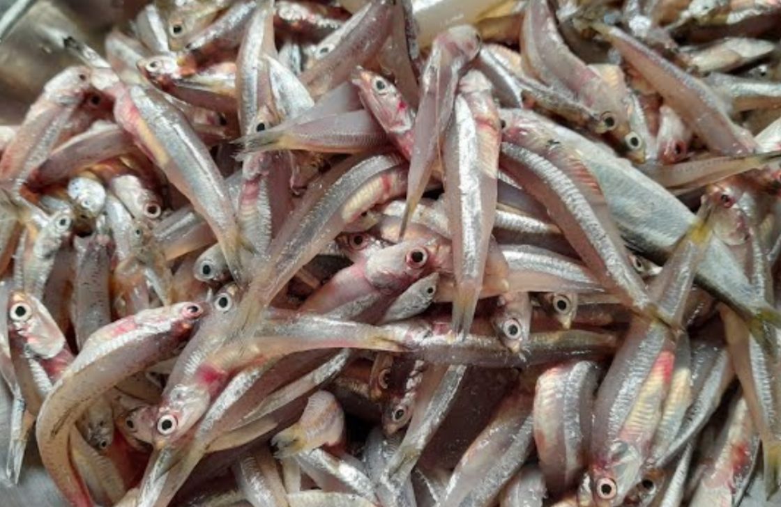 ഇങ്ങനെ ചെയ്താൽ കൊഴുവയും നെത്തോലിയും വെറും 2 മിനിറ്റിൽ ക്ലീൻ ചെയ്യാം ...